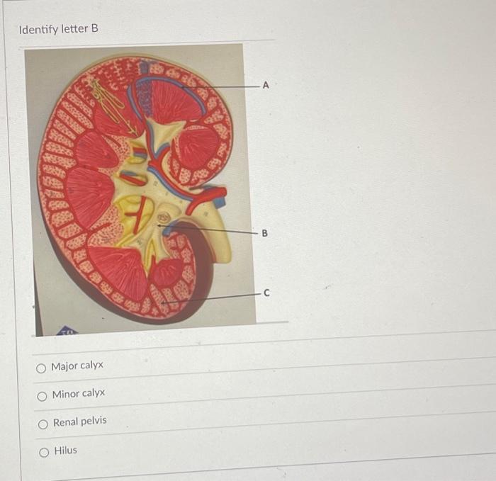 Solved Identify letter B ES B с 2 Major calyx Minor calyx | Chegg.com