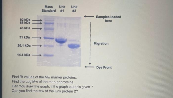 Solved Find Rf values of the Mw marker proteins. Find the | Chegg.com