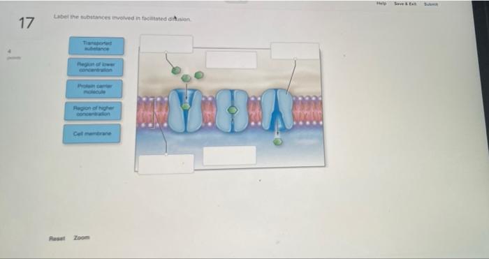 Solved 17 Label the substances involved in facilitated | Chegg.com