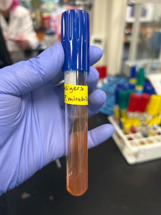 Solved Lab Report: Gram negative tests Name: Section/Date: | Chegg.com