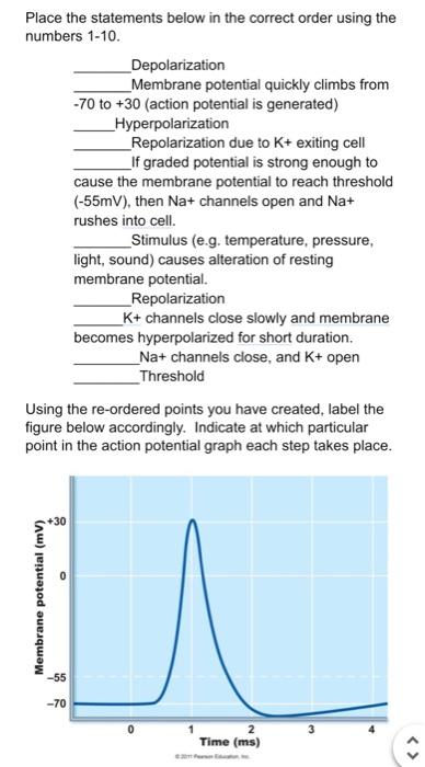Solved numbers 1−10. Depolarization Membrane potential | Chegg.com