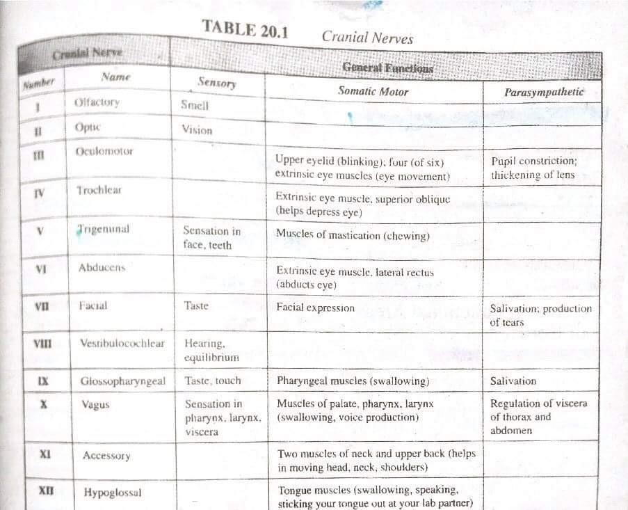 Solved TABLE 20 1 Cranial Nerves Cranial Nerve General Chegg