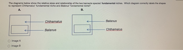 Solved The diagrams below show the relative sizes and | Chegg.com