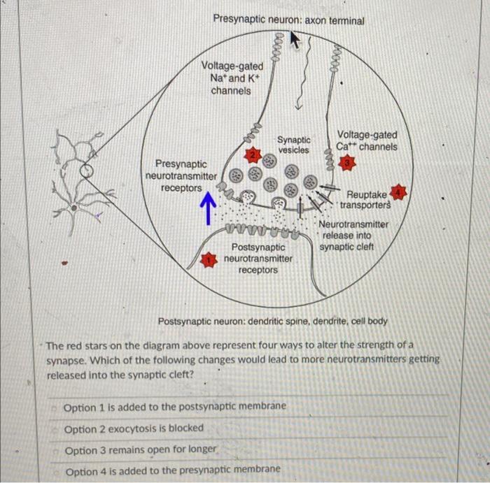 Solved Postsynaptic neuron: dendritic spine, dendrite, cell | Chegg.com