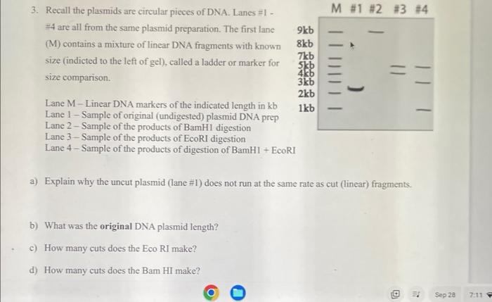 Solved 4. You have amplified a gene of interest (GOI) and | Chegg.com