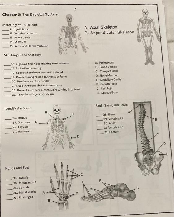 [Solved]: Chapter 2: The Skeletal System Matching: Your Ske