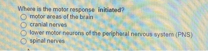 Solved Where is the motor response initiated? motor areas of | Chegg.com
