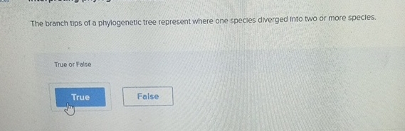 Solved The branch tips of a phylogenetic tree represent | Chegg.com