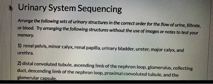 Solved Urinary System Sequencing Arrange the following sets | Chegg.com