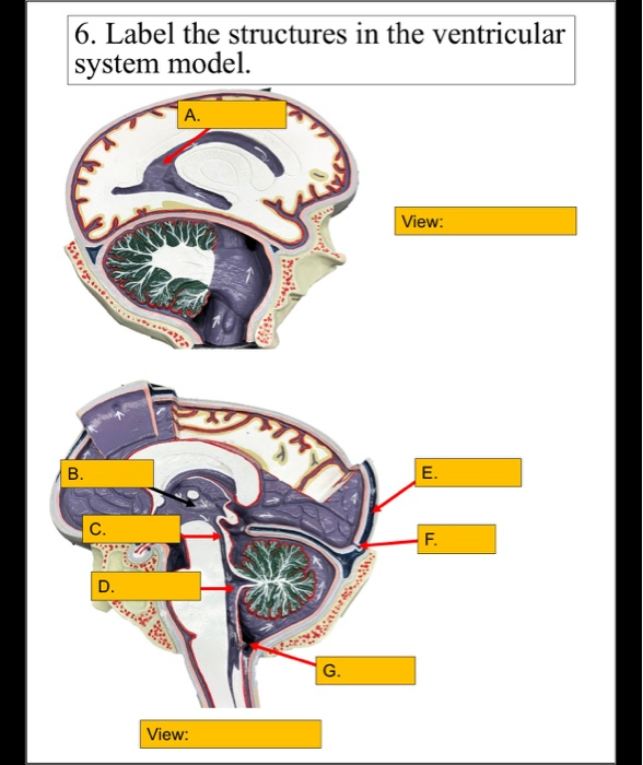 Solved 5. Label the structures in the ventricular system | Chegg.com