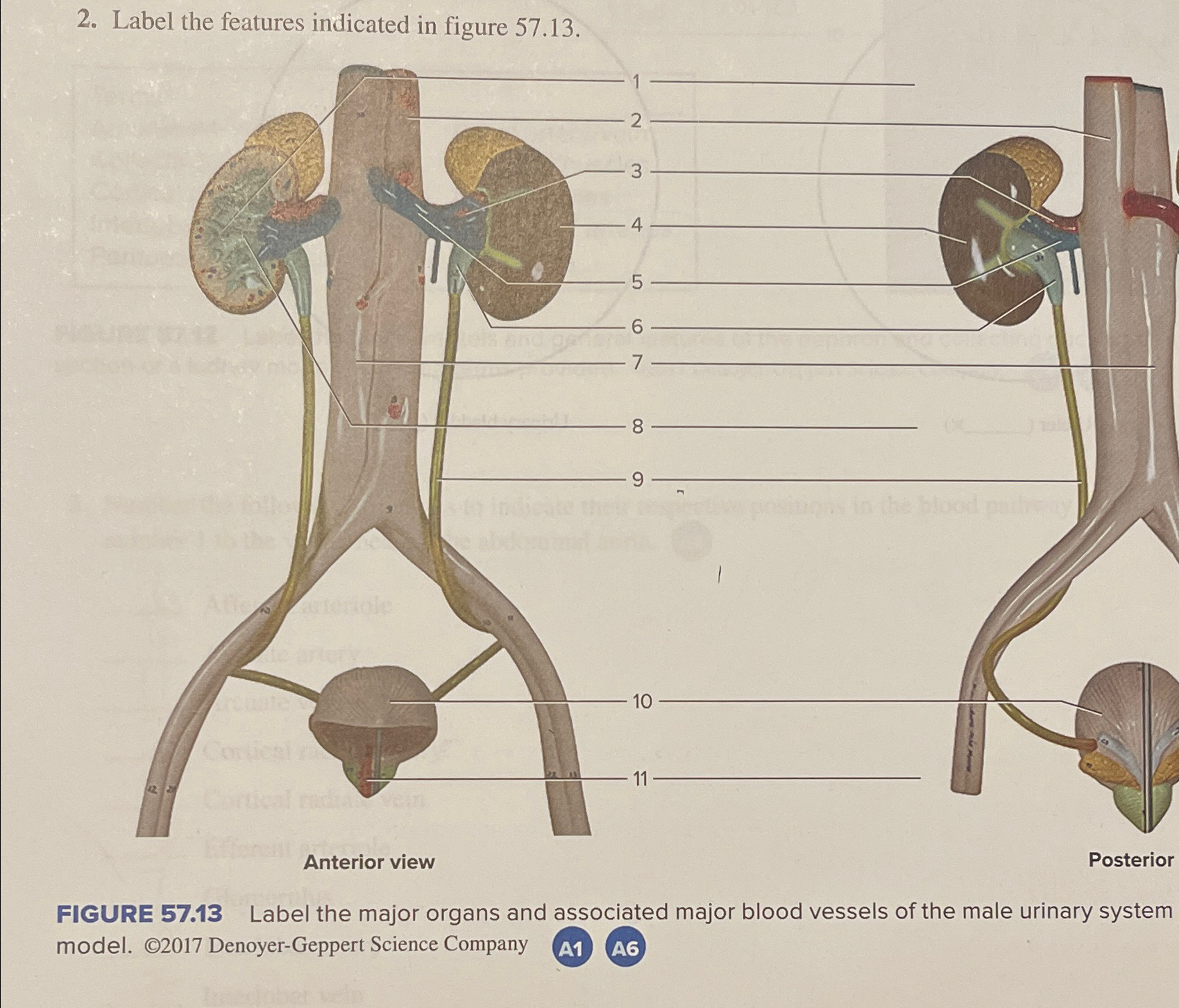 Solved Label the features indicated in figure 57.13 .FIGURE | Chegg.com
