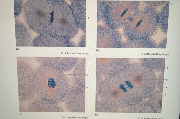 Solved PART D: Assessments 1. Identify the mitotic phase | Chegg.com Solved PART D: Assessments 1. Identify the mitotic phase | Chegg.com