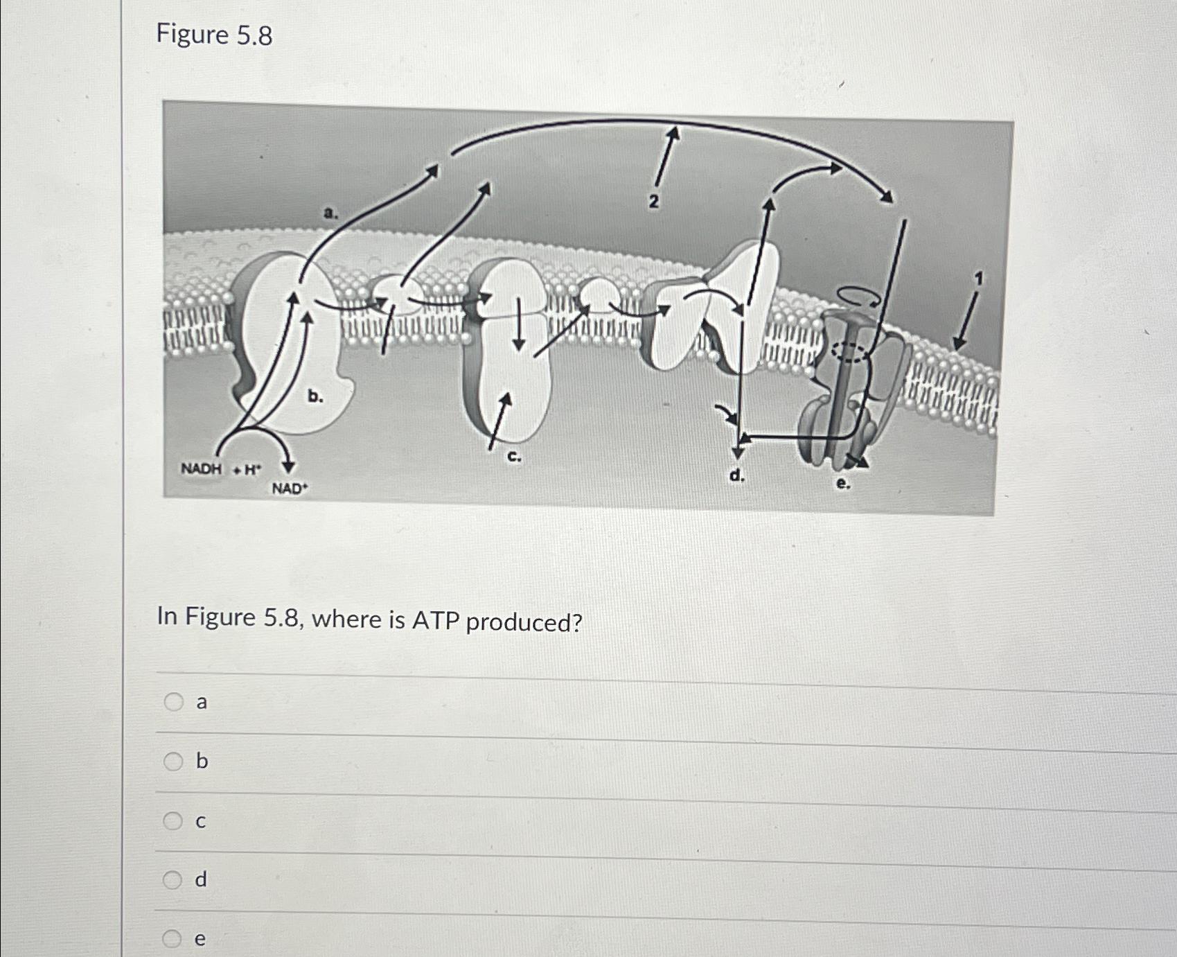 Solved Figure 5.8In Figure 5.8, ﻿where is ATP produced?abcde | Chegg.com