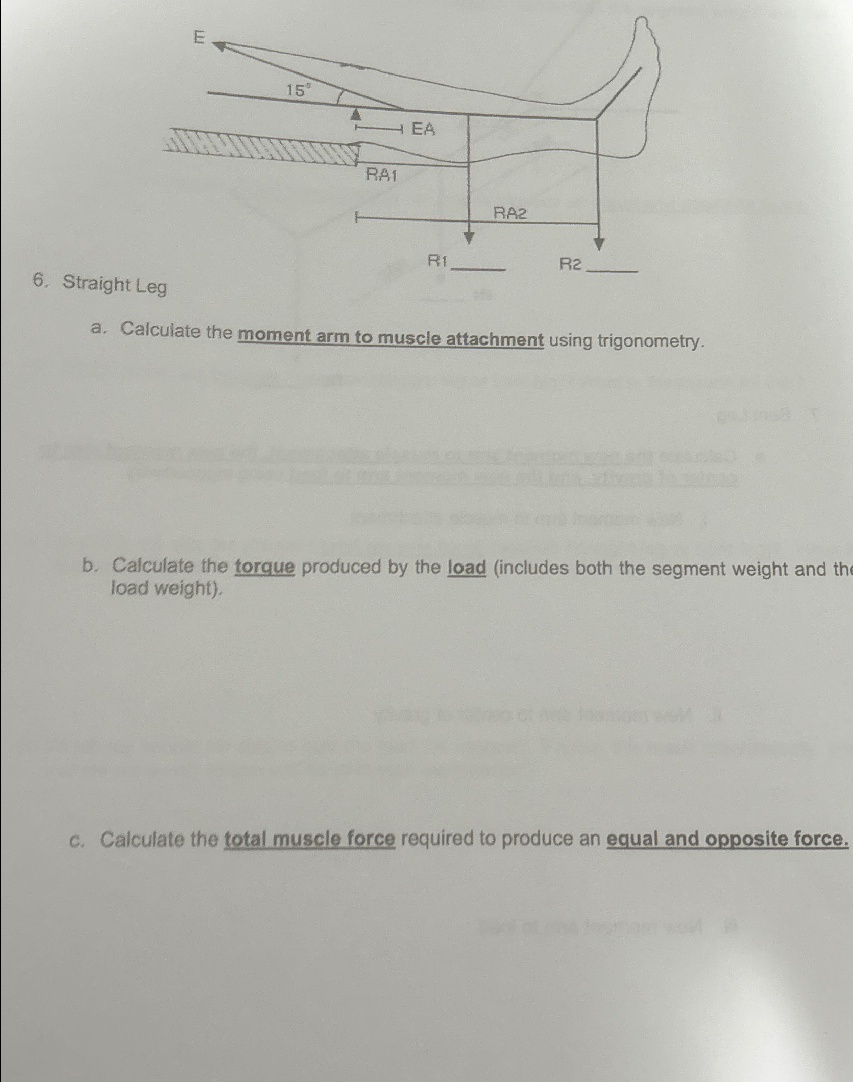 Solved Straigh Leya. ﻿Calculate the moment arm to muscle | Chegg.com