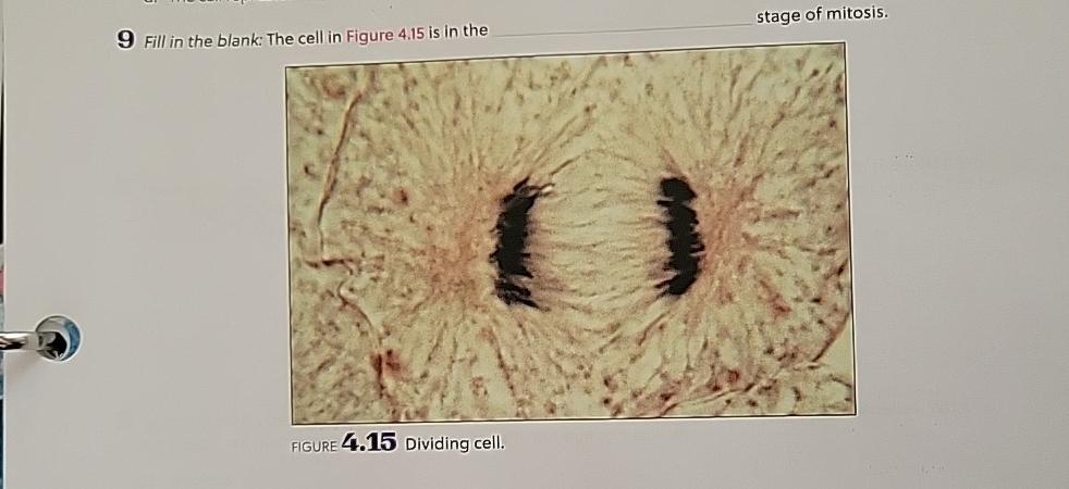 Solved 9 ﻿Fill in the blank: The cell in Figure 4.15 ﻿is in | Chegg.com