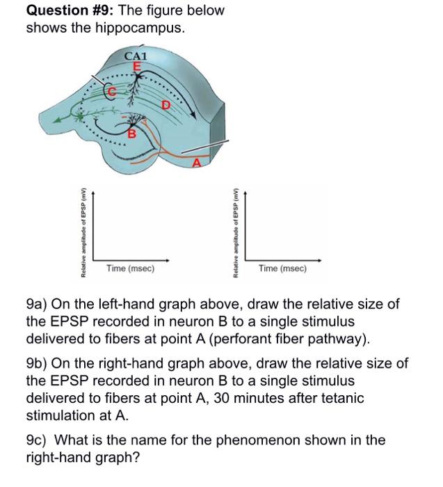 Solved Question \#9: The figure below shows the hippocampus. | Chegg.com