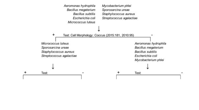 Solved please make a dichotomous key with the data provided. | Chegg.com