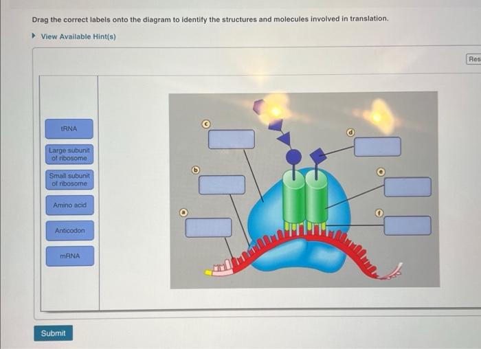 Solved Drag the correct labels onto the diagram to identify | Chegg.com