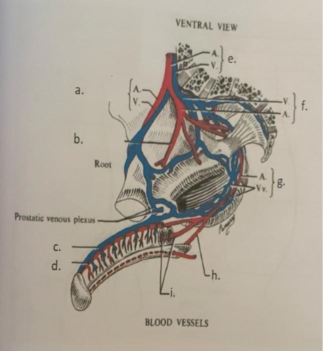 Solved VENTRAL VIEW e. a. f. b. Root A 8. Prostatic venous | Chegg.com