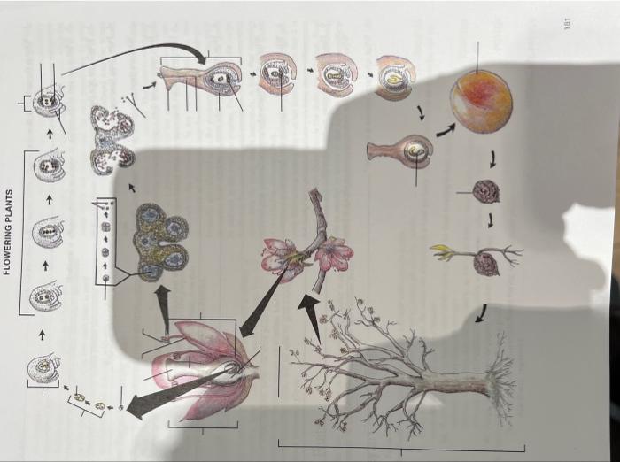 label the following on the drawing of the life cycle | Chegg.com