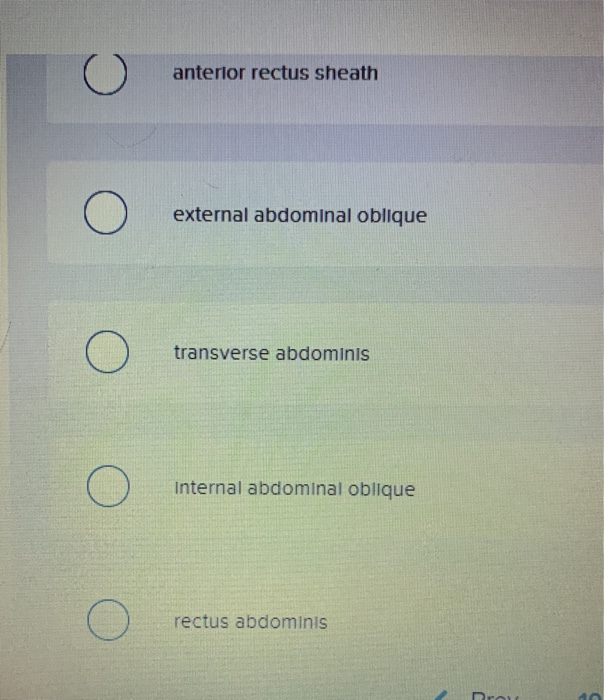 Solved Which structure is highlighted? О anterior rectus | Chegg.com