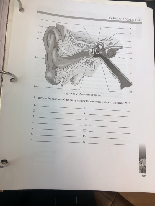 Solved HEARING AND EQUILIBRIUM 11 12 Figure 21-2. Anatomy of | Chegg.com