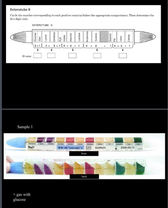 Solved Enterotube II Circle the number corresponding to each | Chegg.com