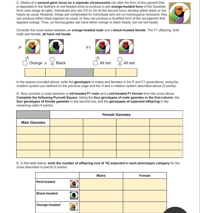 Solved 2. Gouldian finches (Erythrura gouldiae) are colorful | Chegg.com