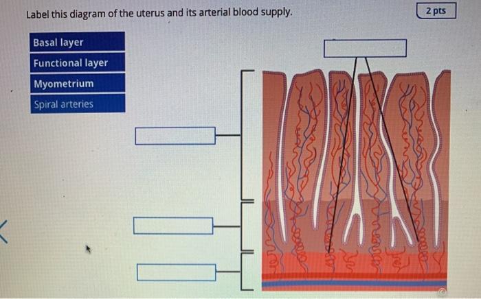 Solved Label these structures in this diagram of an ovary | Chegg.com