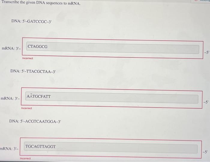 Solved Transcribe the given DNA sequences to mRNA. DNA: | Chegg.com