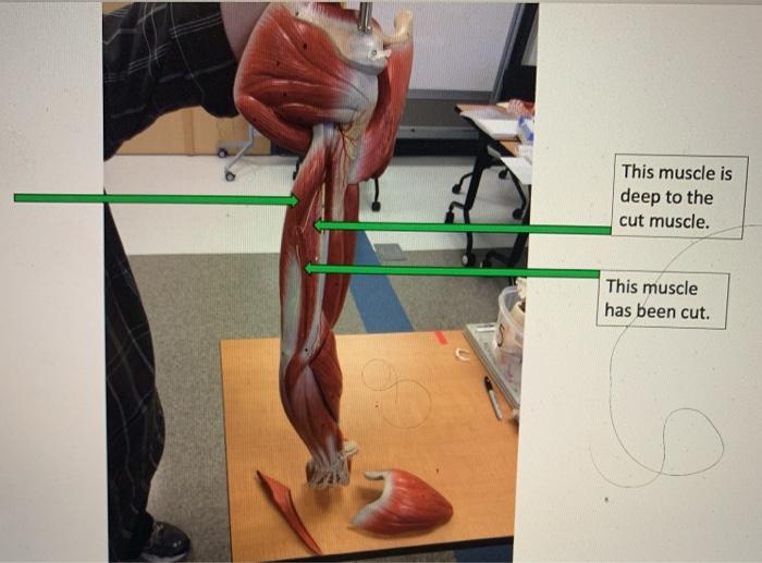 Solved This muscle is deep to the cut muscle. This muscle | Chegg.com