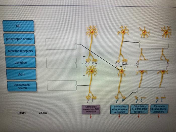 Solved place the correct terms in the correct boxes | Chegg.com