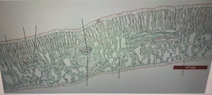 Solved what is this figure of ? label all the one that have | Chegg.com