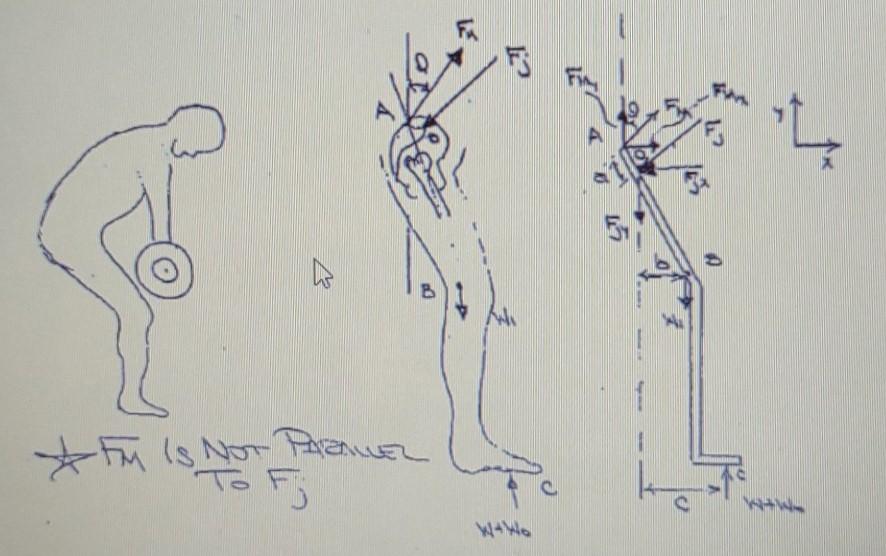 Solved 3. Consider a weightlifter lifting a weight W. As | Chegg.com