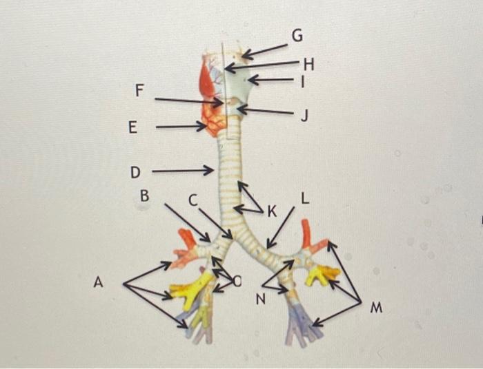 Solved 1.)can you label letters A-G?2.) Can you label | Chegg.com