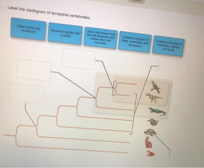 Solved Label the cladogram of terrestrial vertebrates. Clado | Chegg.com