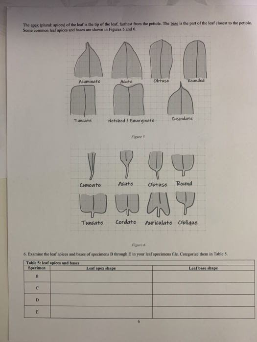 Solved The apex (plural: apices) of the leaf is the tip of | Chegg.com