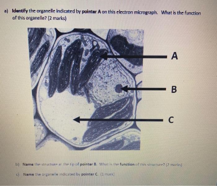 Solved a) Identify the organelle indicated by pointer A on | Chegg.com