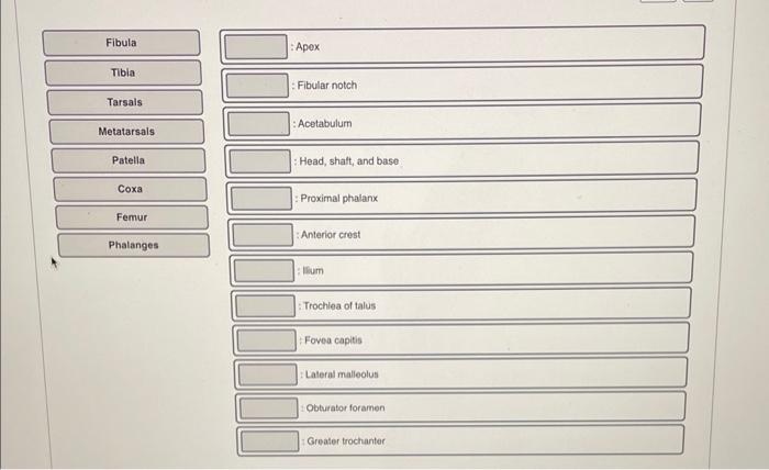 Solved Fibula : Apox Tibla Fibular notch Tarsals : | Chegg.com