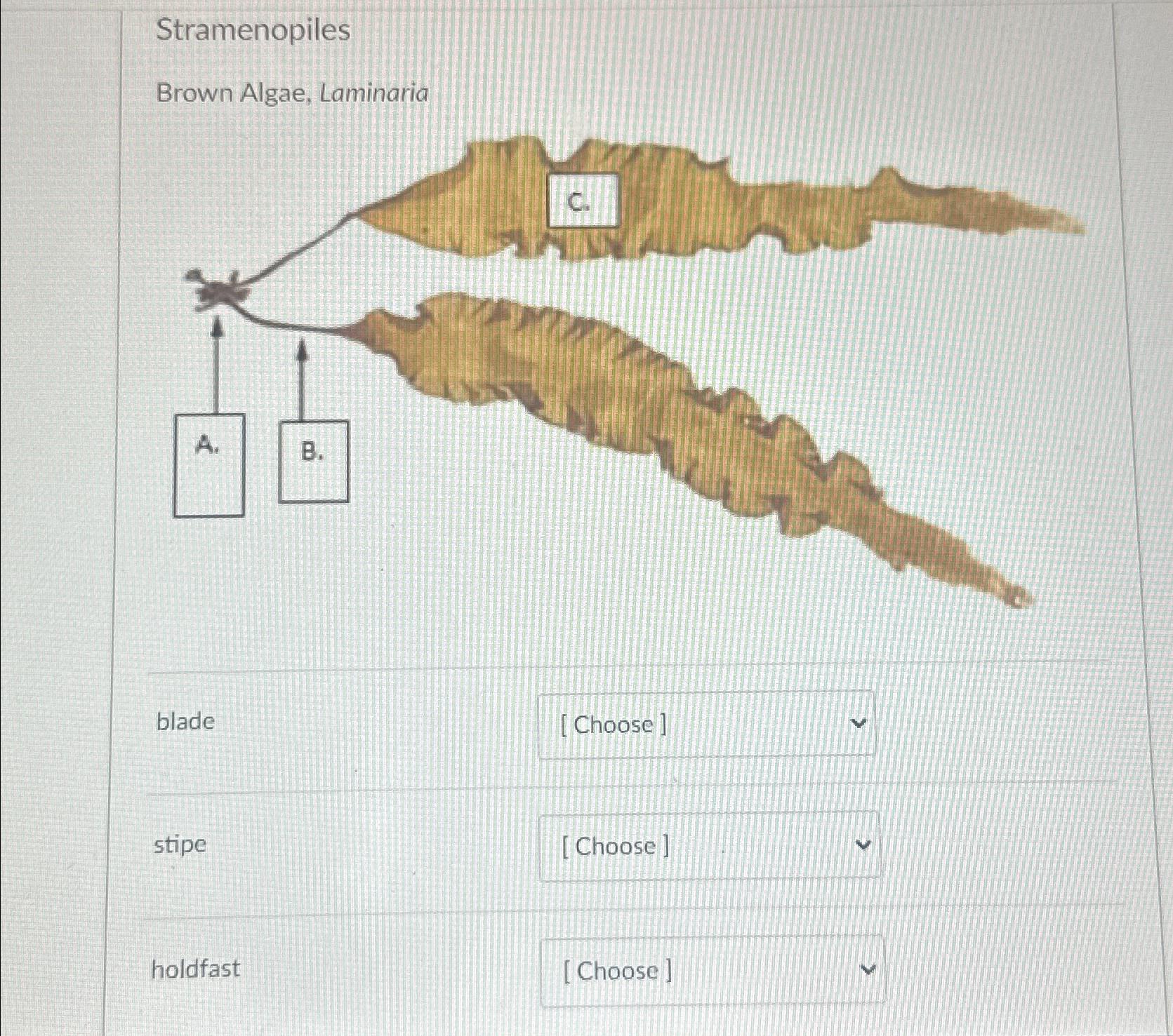 Solved StramenopilesBrown Algae, Laminariabladestipeholdfast | Chegg.com