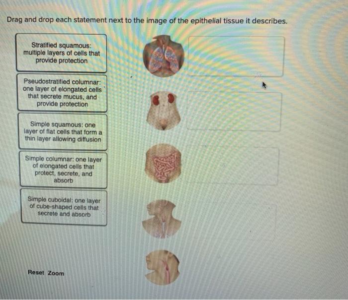 Solved Drag And Drop Each Statement Next To The Image Of The