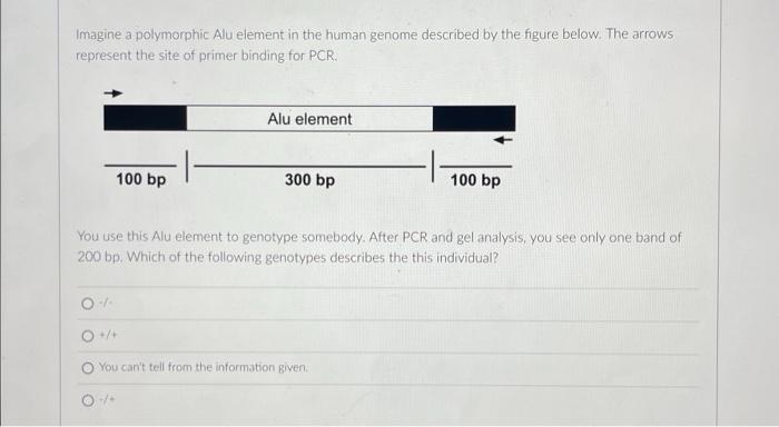Solved Imagine a polymorphic Alu element in the human genome | Chegg.com