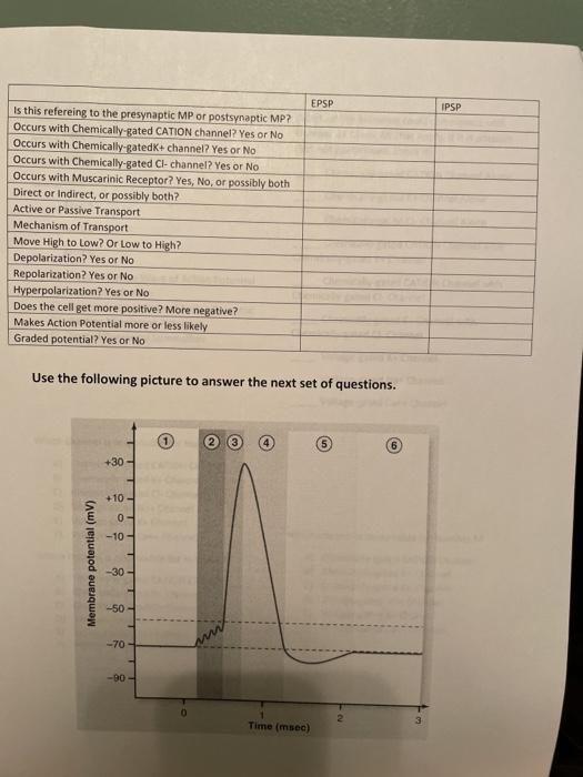 Solved EPSP IPSP Is this refereing to the presynaptic MP or | Chegg.com