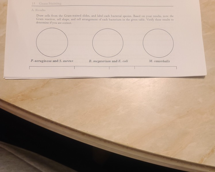 Solved Gram Staining A Results Draw cells from the | Chegg.com