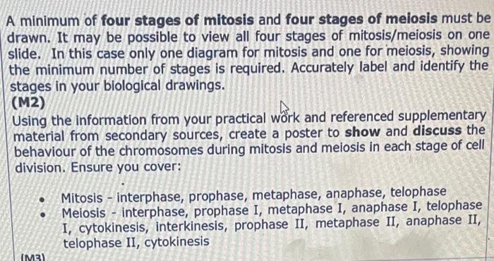 Solved A minimum of four stages of mitosis and four stages | Chegg.com