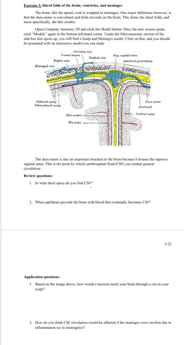 Solved Exercise 3: Dural folds of the brain, ventricles, and | Chegg.com