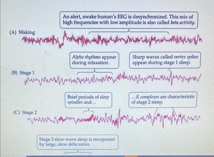 Solved In the figure above the high frequency, low amplitude | Chegg.com