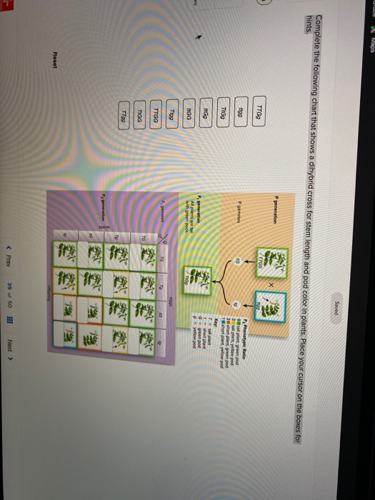 Solved complete the following chart that shows a dihybrid | Chegg.com