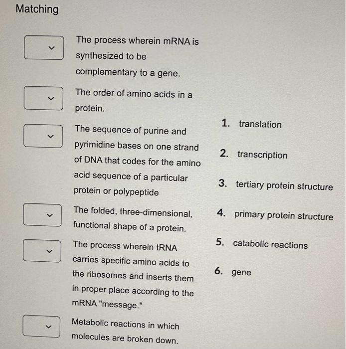 Solved Matching The process wherein IRNA is synthesized to | Chegg.com