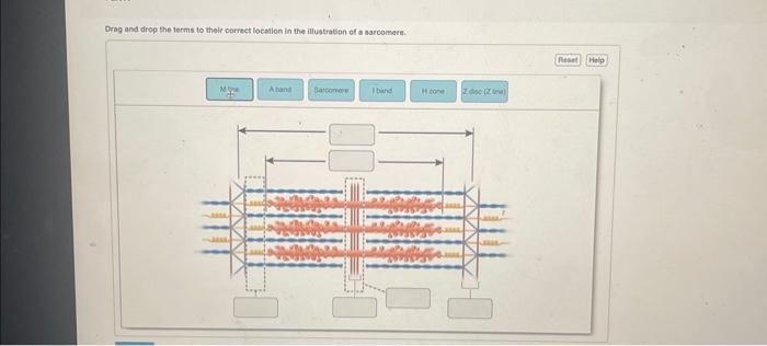 Solved Drag and drop the terms to their correct location in | Chegg.com